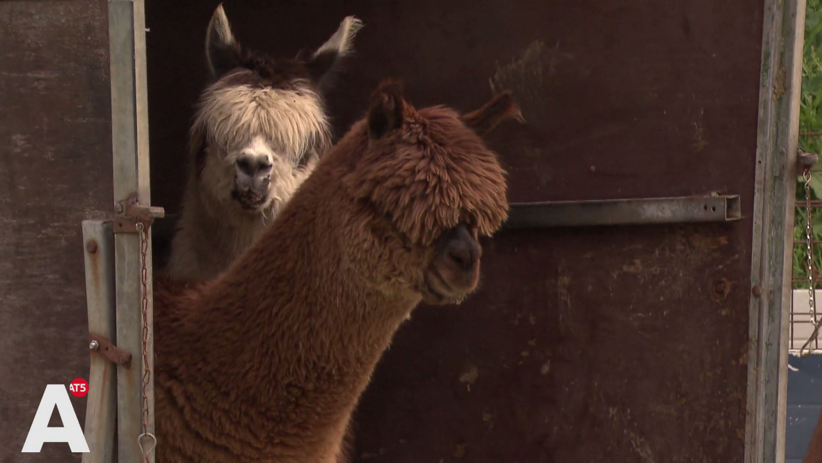 Cor en Hans nieuwe bewoners van veldje Barry de Lama - AT5