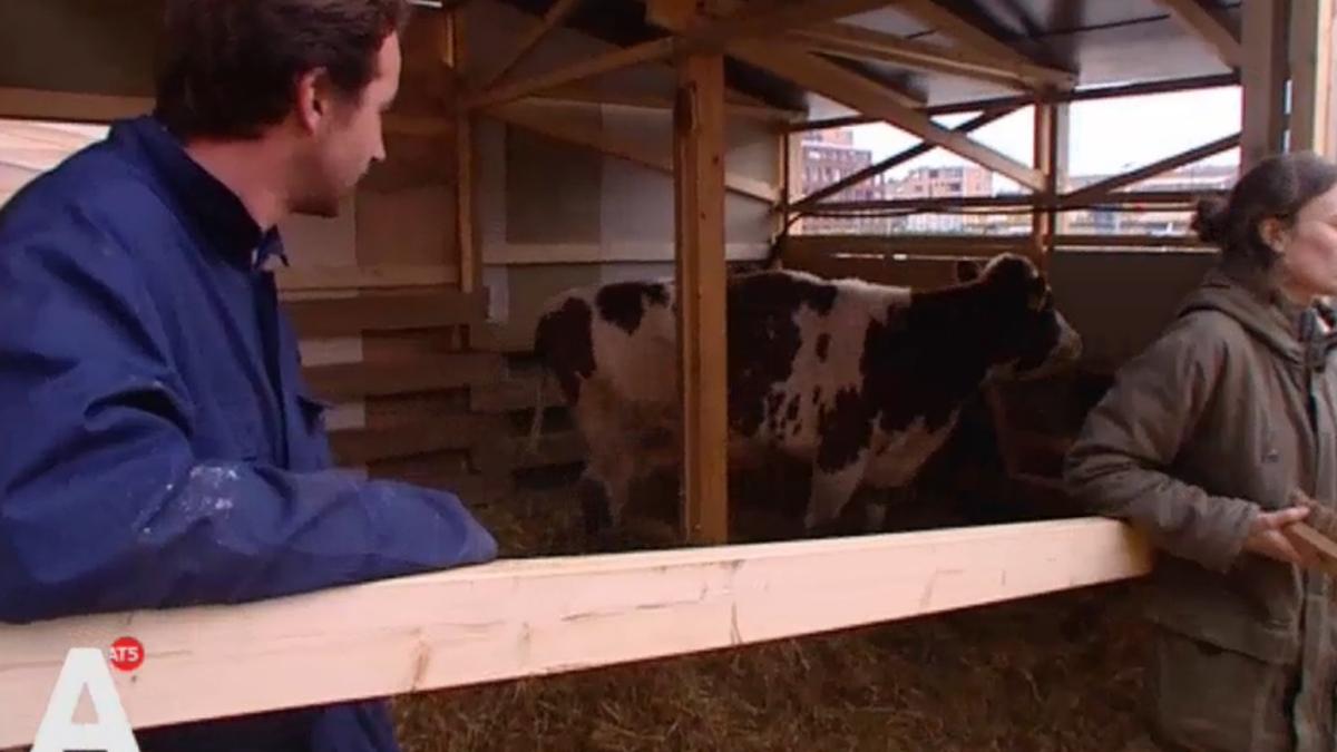 Sippe koe loeit buurt wakker - AT5