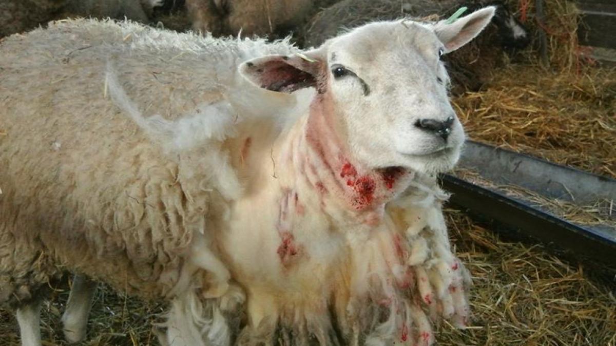 UPDATE: Schaap dood na aanval hond in Noord - AT5