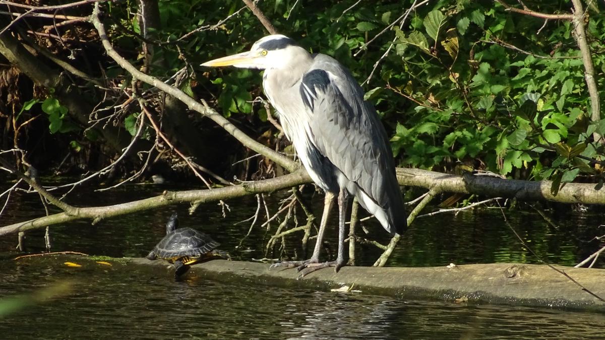 Reiger en schildpad gebroederlijk naast elkaar - AT5