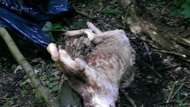 Schokkende foto's: Dode hond gedumpt in tas in Zuidoost - AT5