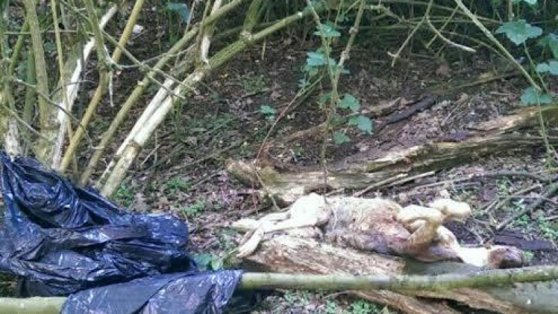 Schokkende foto's: Dode hond gedumpt in tas in Zuidoost - AT5