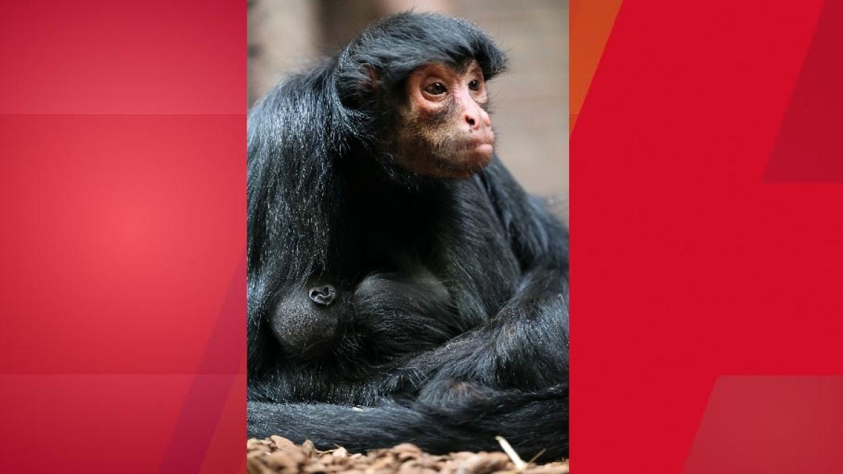 Zeldzame zwarte slingeraap ziet levenslicht in Artis - AT5