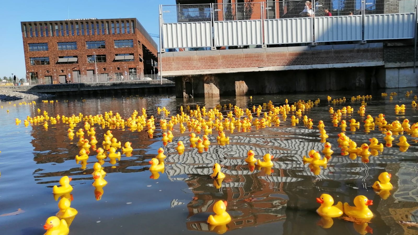 Duizenden badeendjes drijven op eerste gracht in de Houthaven - AT5 Duizenden badeendjes drijven op eerste gracht in de Houthaven - AT5