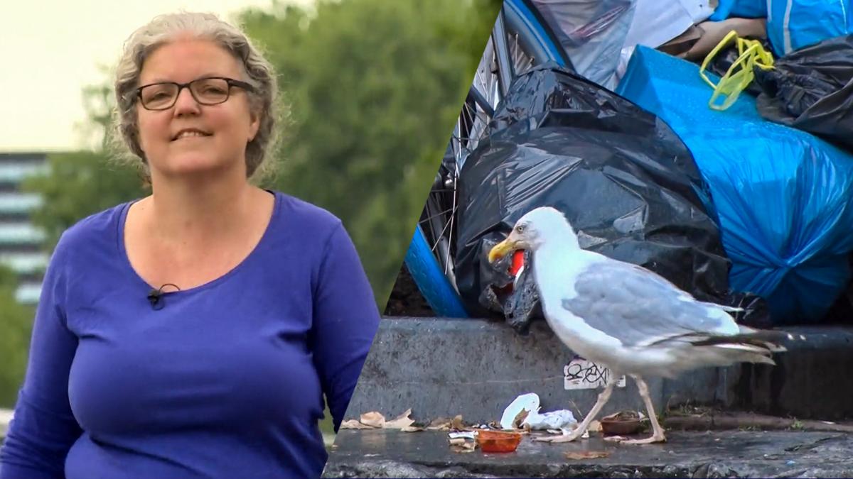 Meeuwen zorgen voor veel overlast in de stad: "Schijten de was op m'n ...