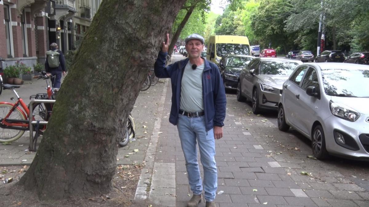 Bomenexpert beantwoordt meest gestelde vragen: "Vallen die scheve op de ...