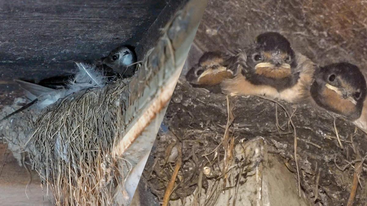 Gierzwaluw opgevoed door boerenzwaluw: uniek als een hond in een mand ...