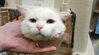 Kater gevonden in dichtgeplakte kattenbak in Osdorp: "Een dier is geen ...