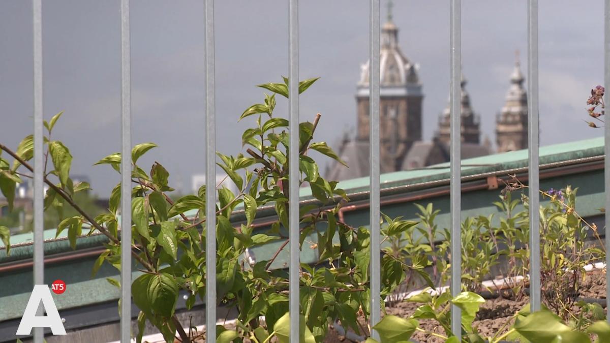 NEMO heeft een nieuw, groen dak met 75 verschillende plantensoorten - AT5