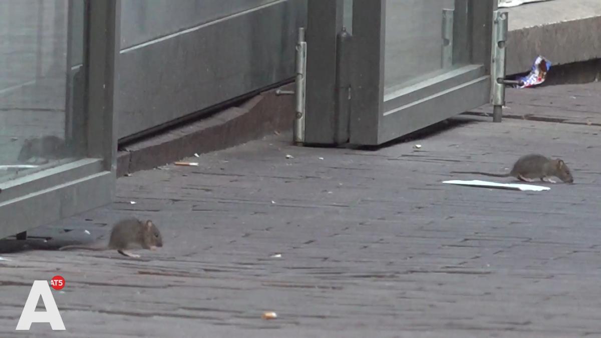 Kalverstraat: From Shopping Day to Nighttime Rat Haven – Archyde