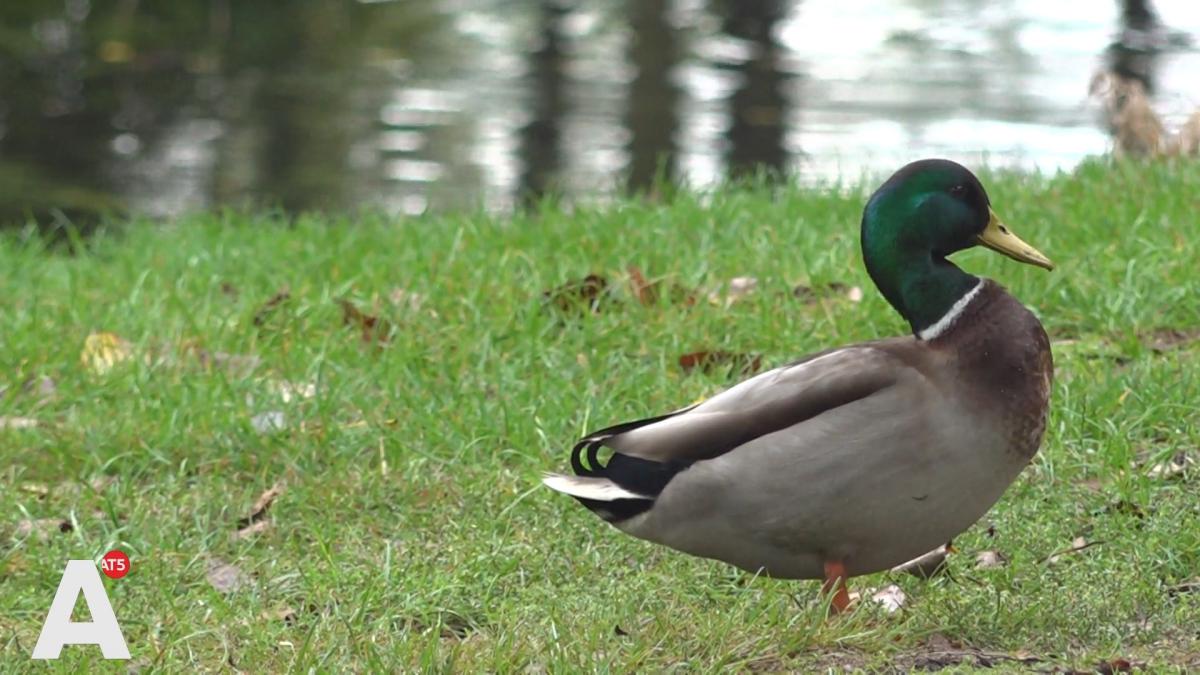 Het gaat slecht met de wilde eenden in de stad: "We hebben dikke ...
