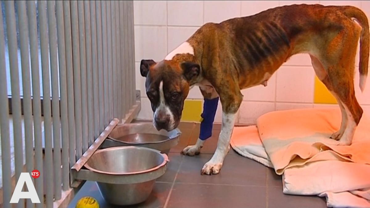 Aantal meldingen van dierenmishandeling neemt toe: "Wie doet zoiets?" - AT5